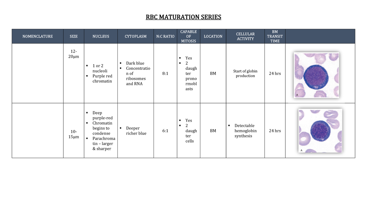 RBC Maturation Series - Blank - NOMENCLATURE SIZE NUCLEUS CYTOPLASM N:C ...