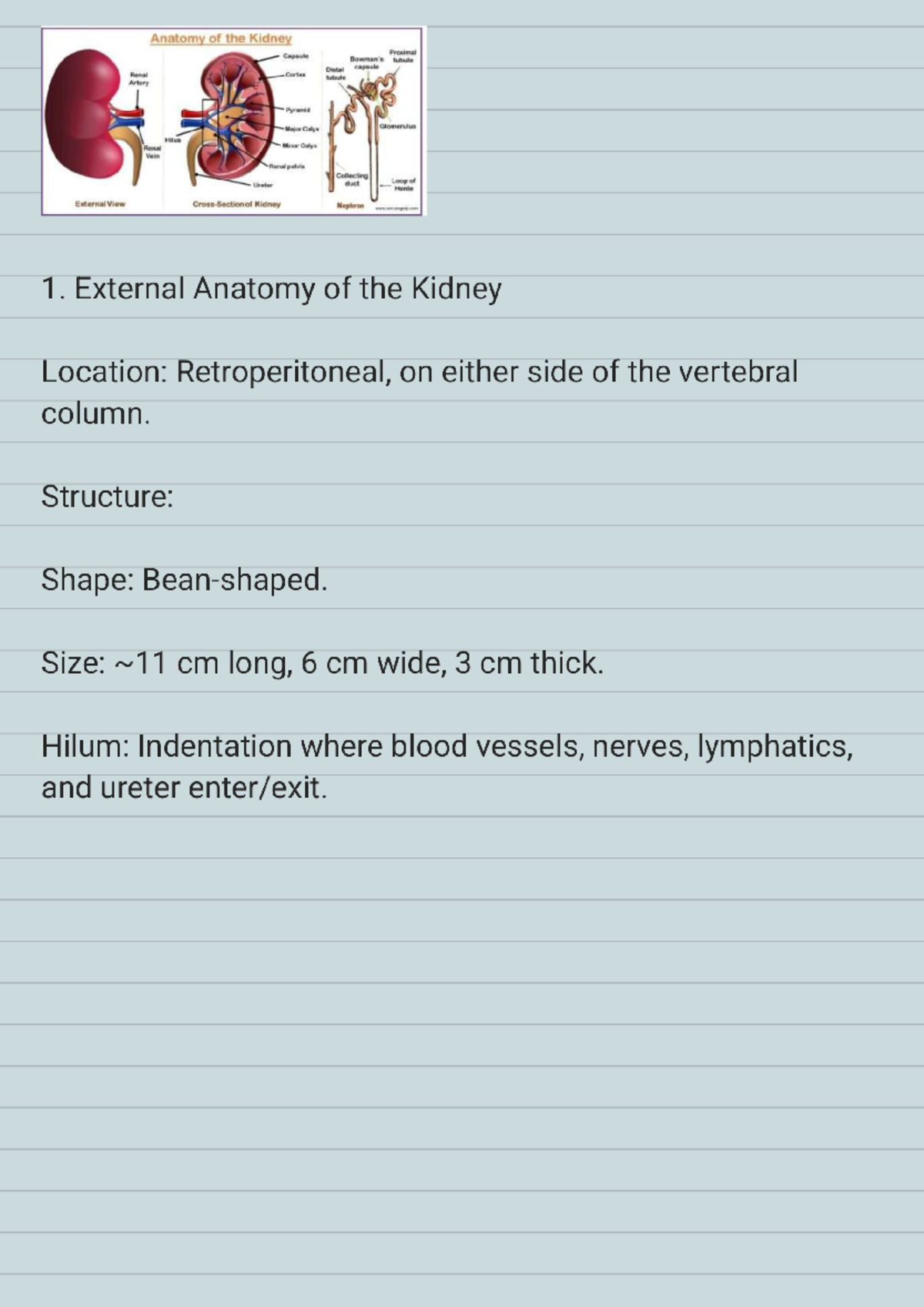 Kidney - Anatomy of the Kidney 1. External Anatomy of the Kidney ...