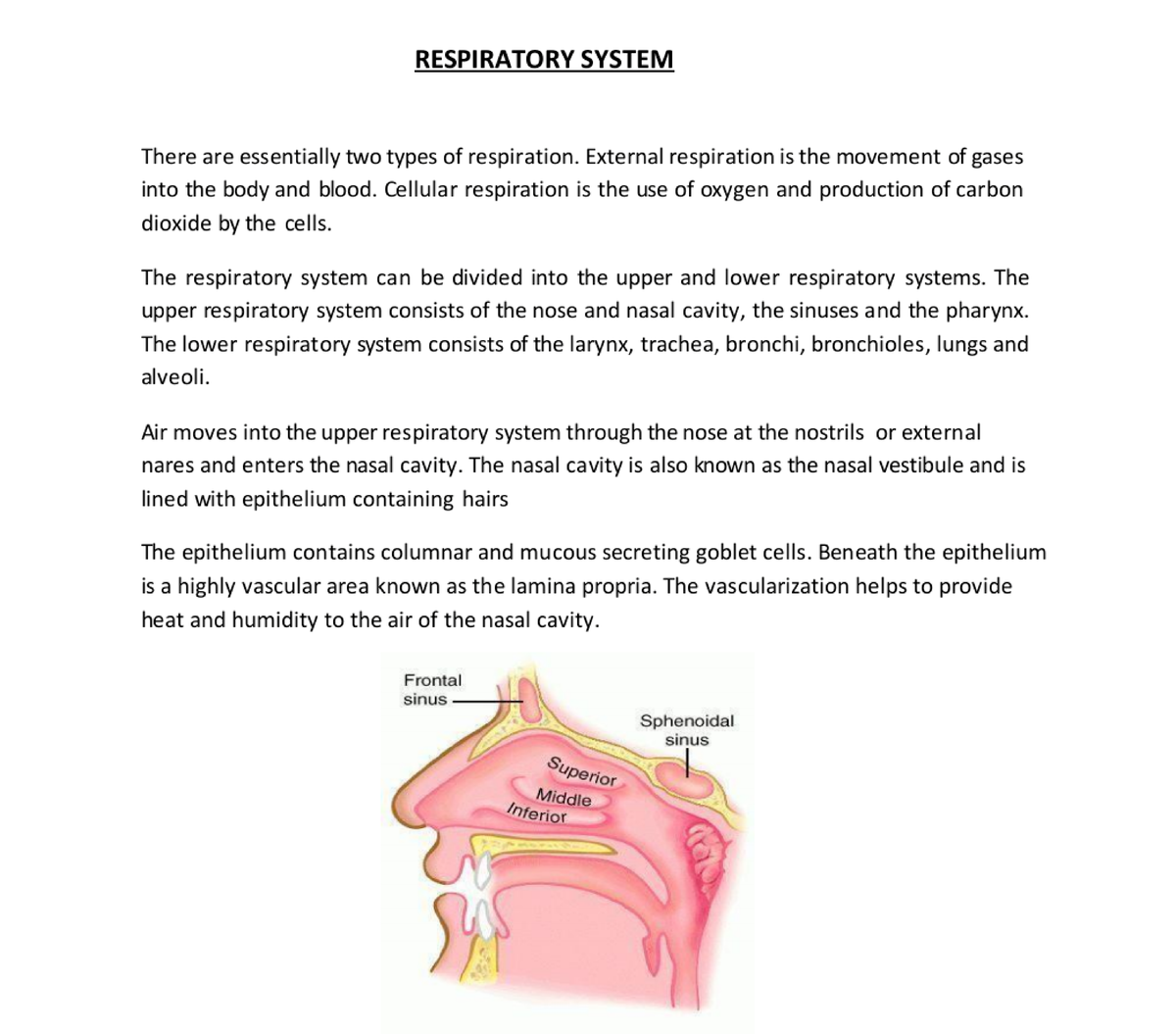 Respiratory system - It's lecture notes - Humman Antomy And physiology ...