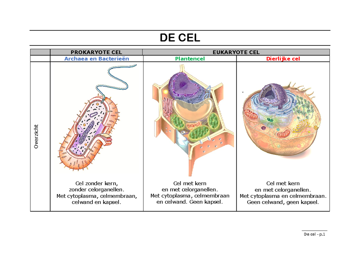 1. De CEL samenvatting - DE CEL PROKARYOTE CEL EUKARYOTE CEL Archaea en ...