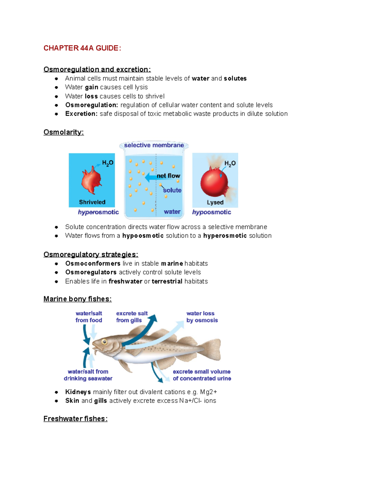 Chapter 44 Notes - CHAPTER 44A GUIDE: Osmoregulation and excretion ...