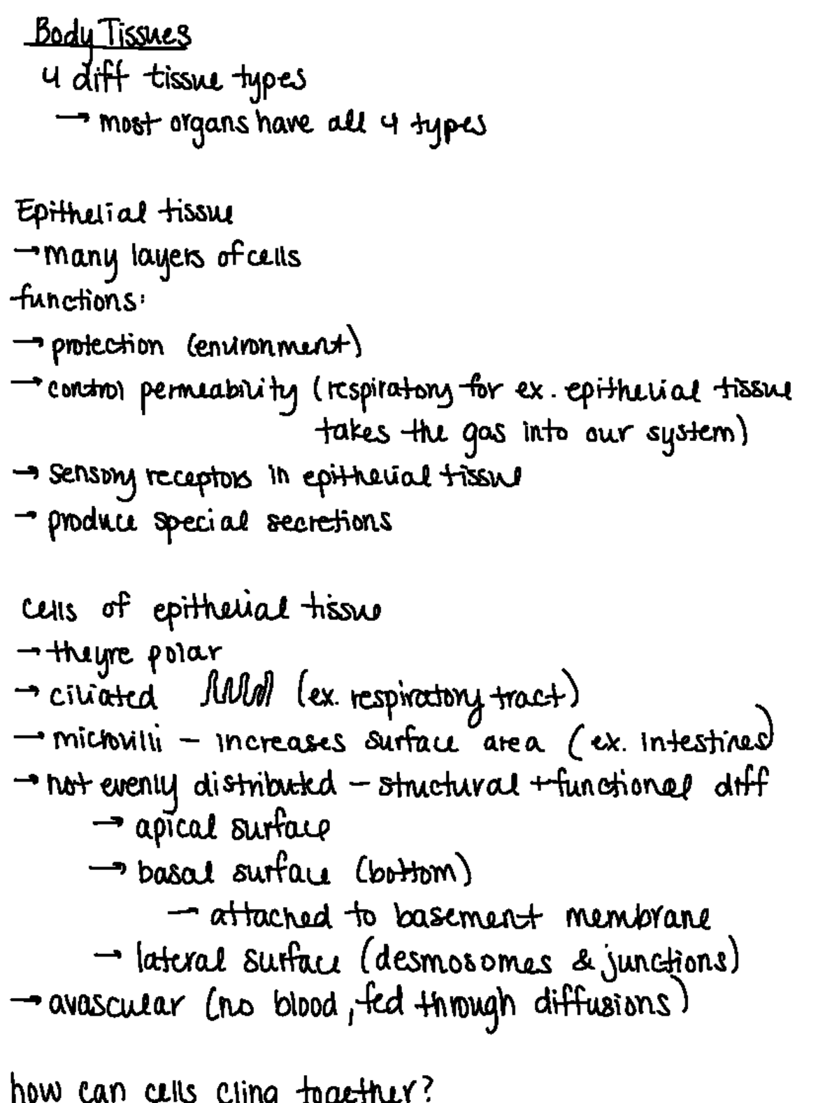 Chapter 4 Tissues notes - BodyTissues 4 diff tissue types most organs ...