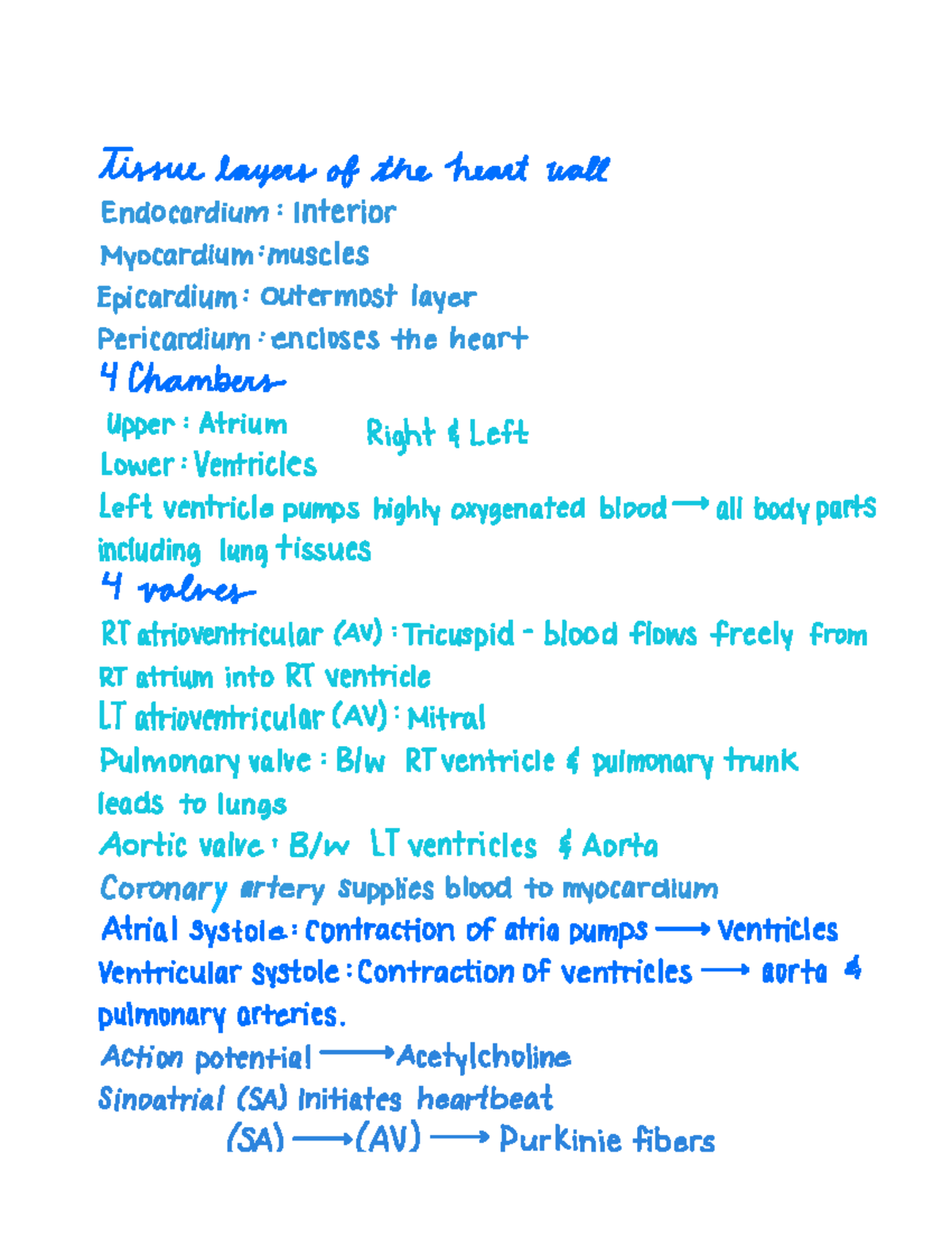 Chapter Accumulative Notes - Chapter 13 Cardiovascular tissue layers of ...