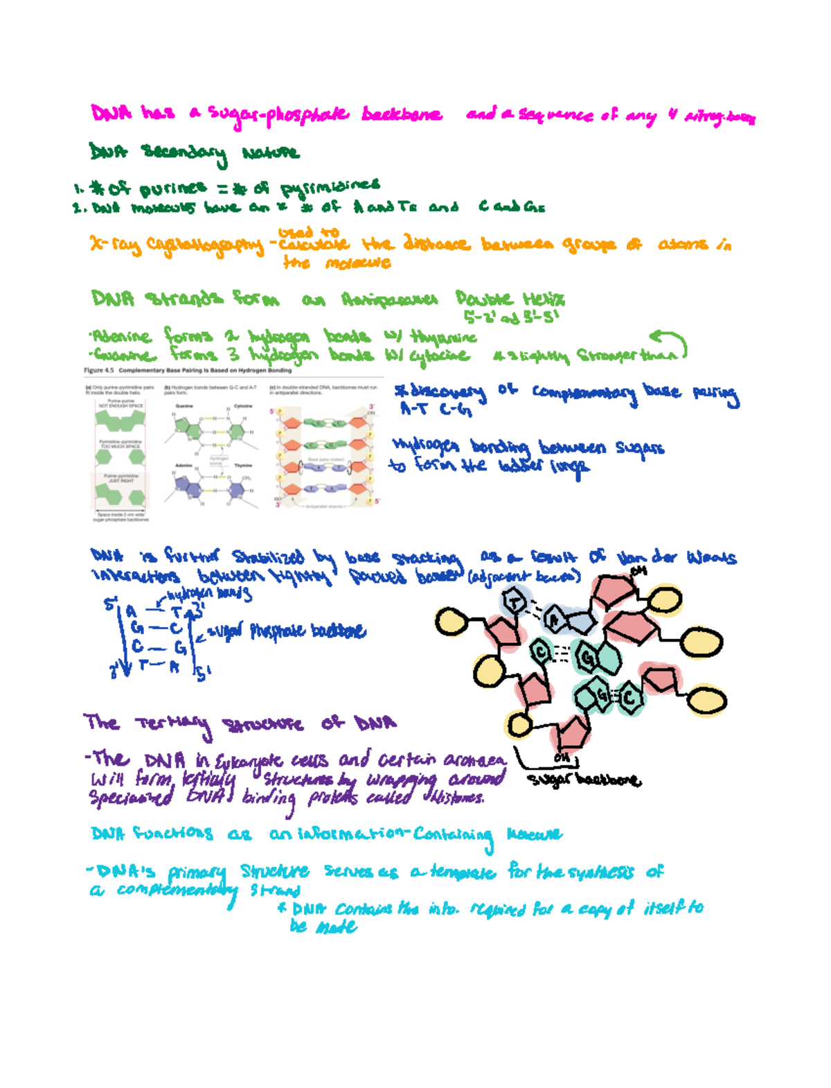 4.2 DNA Structure and Function - BIO 161 - Studocu