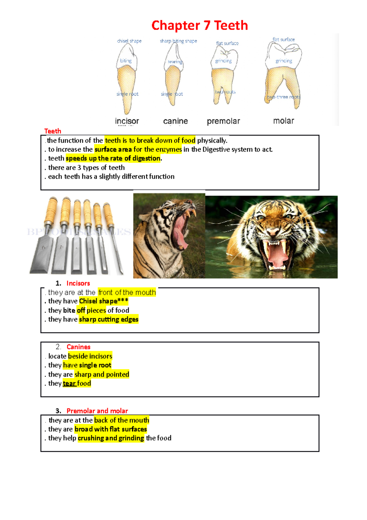 7 Teeth teacher - notes - Chapter 7 Teeth Teeth .the function of the ...