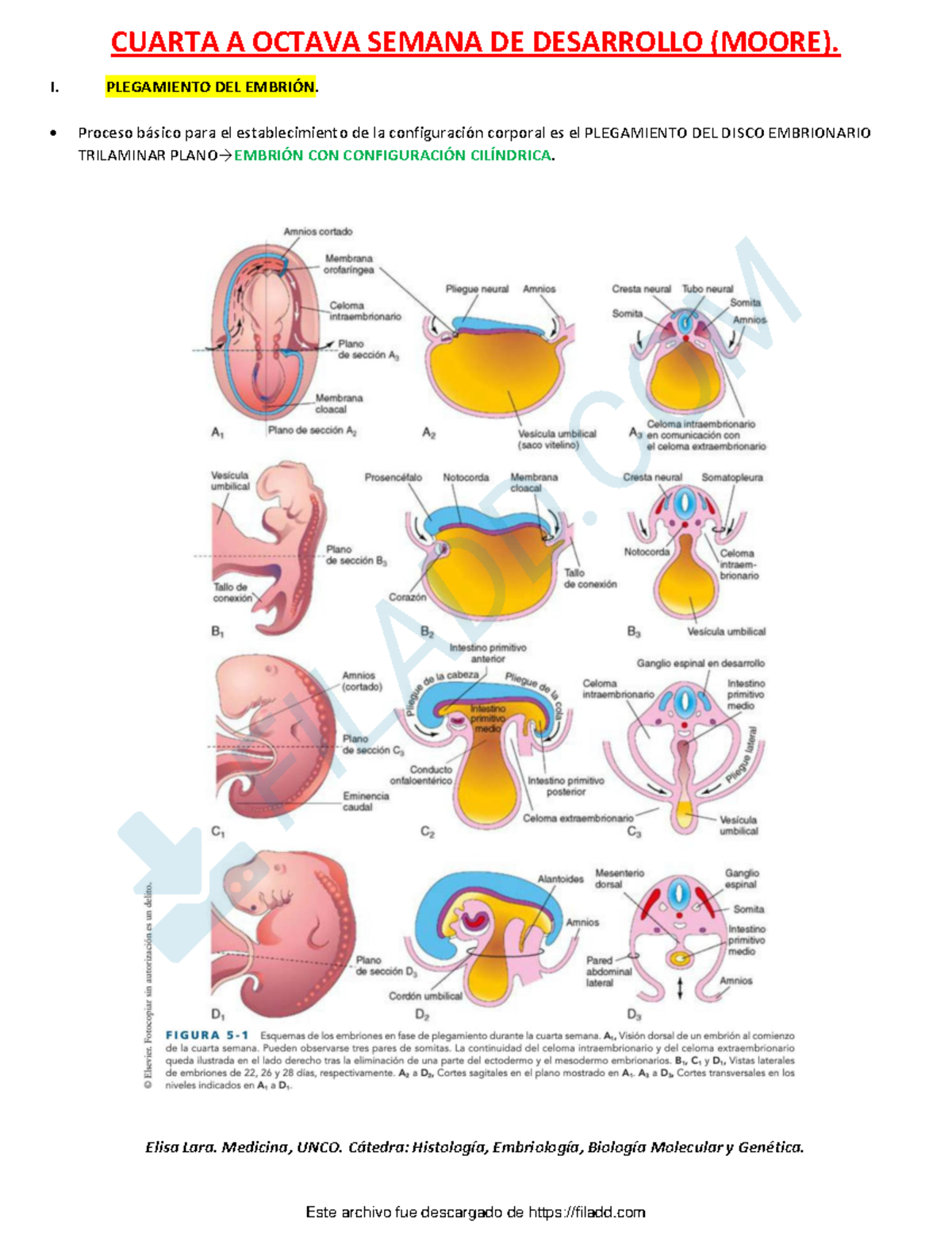 Cuarta A Octava Semana DE Desarrollo Moore - Elisa Lara. Medicina, UNCO. Cátedra: Histología ...