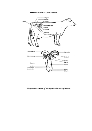 Reproductive system of cow Lectorate - REPRODUCTIVE SYSTEM OF COW ...