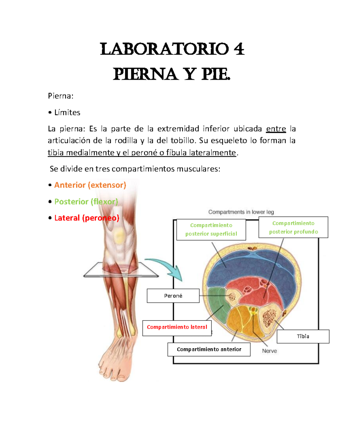 Laboratorio 4 - copia-combinado - Laboratorio 4 Pierna y pie. Pierna ...
