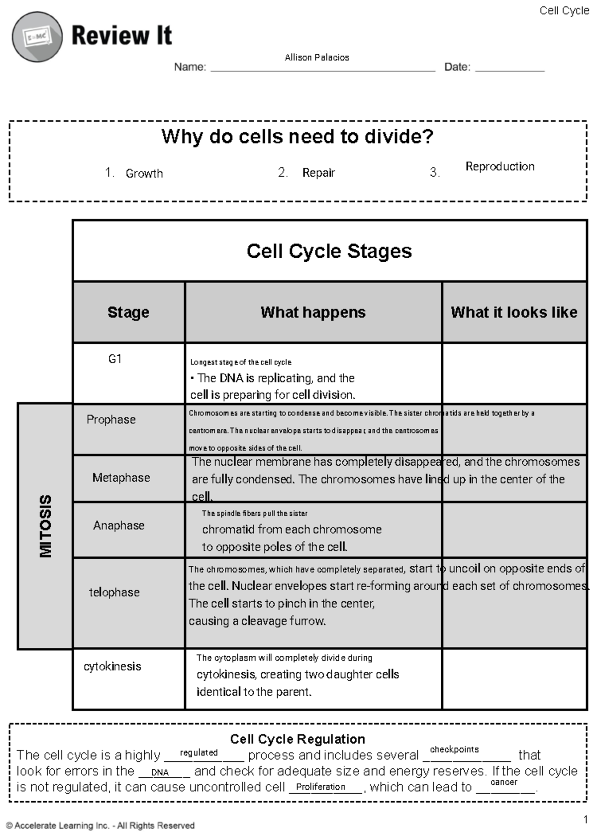 Cell Cycle (Review It) Handout - Cell Cycle Cell Cycle Stages Stage ...