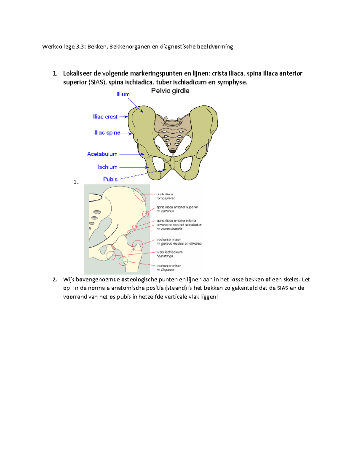 Anatomie Werkgroep 3 - Werkcollege 3: Bekken, Bekkenorganen en ...
