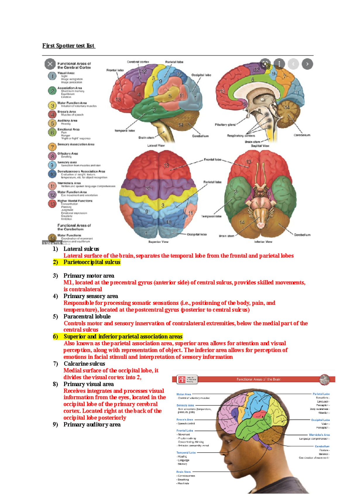 First Spotter test list 2022 - First Spotter test list Lateral sulcus ...
