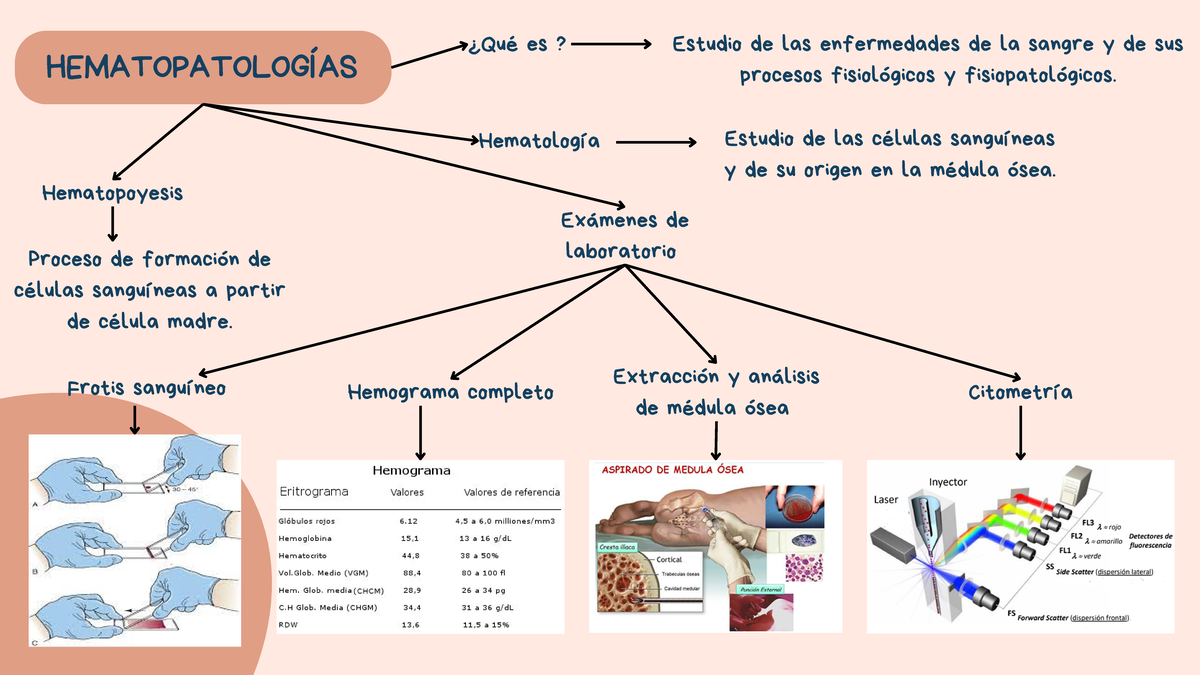Hemopatologías Leucemias y mielodisplasias - HEMATOPATOLOGÍAS ¿Qué es ...