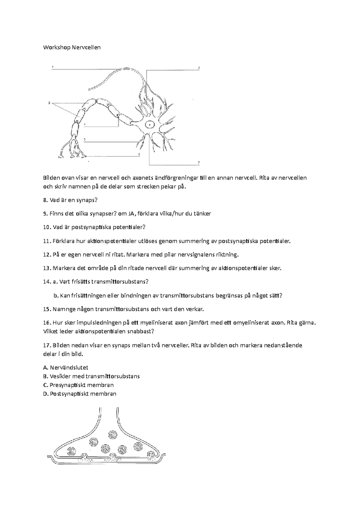 Workshop Nervcellen och Muskelcellen - Workshop Nervcellen Bilden ovan ...