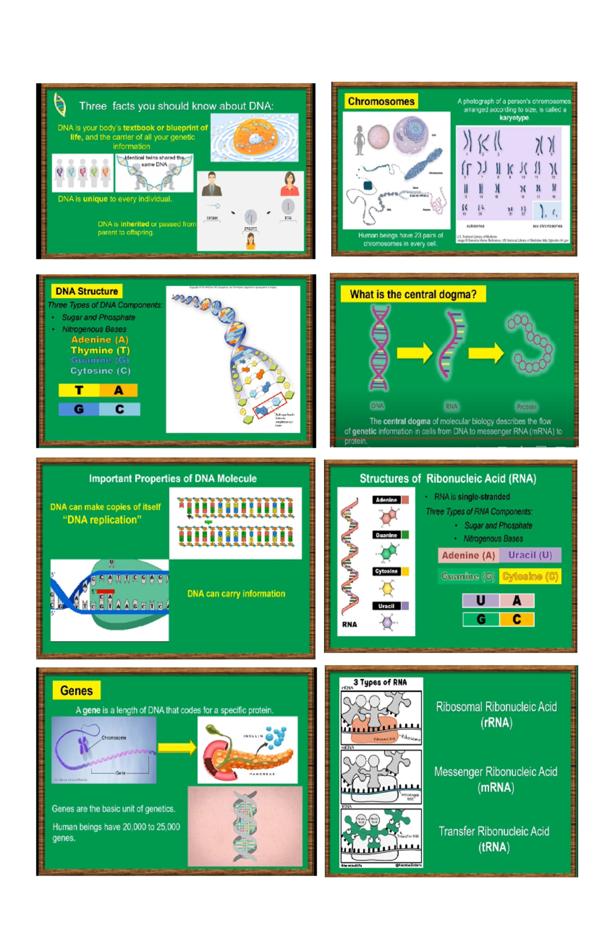 DNA - the document of DNA - Chromosomes A photograph of a chromosomes ...