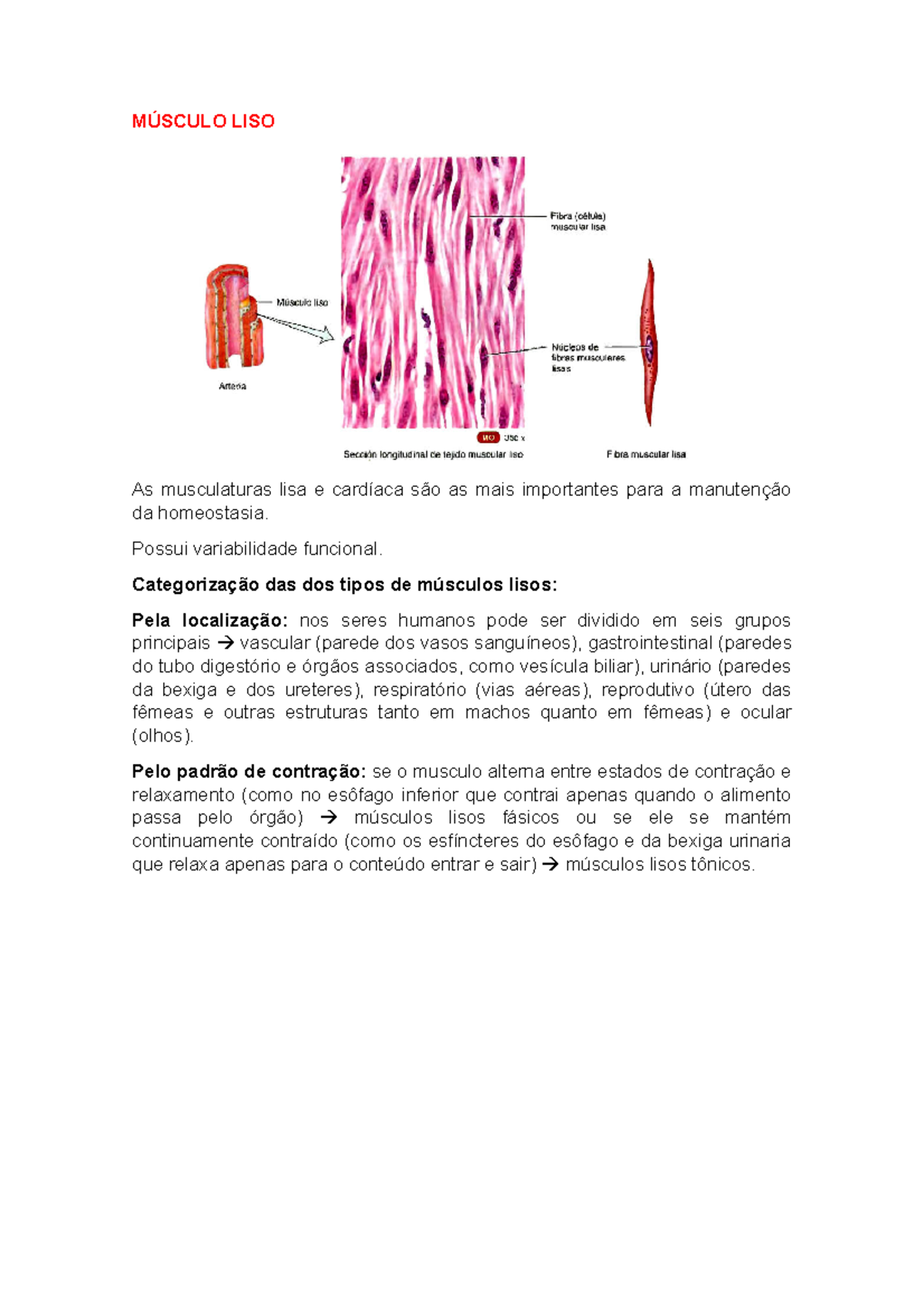 Músculo LISO - anotações de aula completo para estudos. - MÚSCULO LISO ...