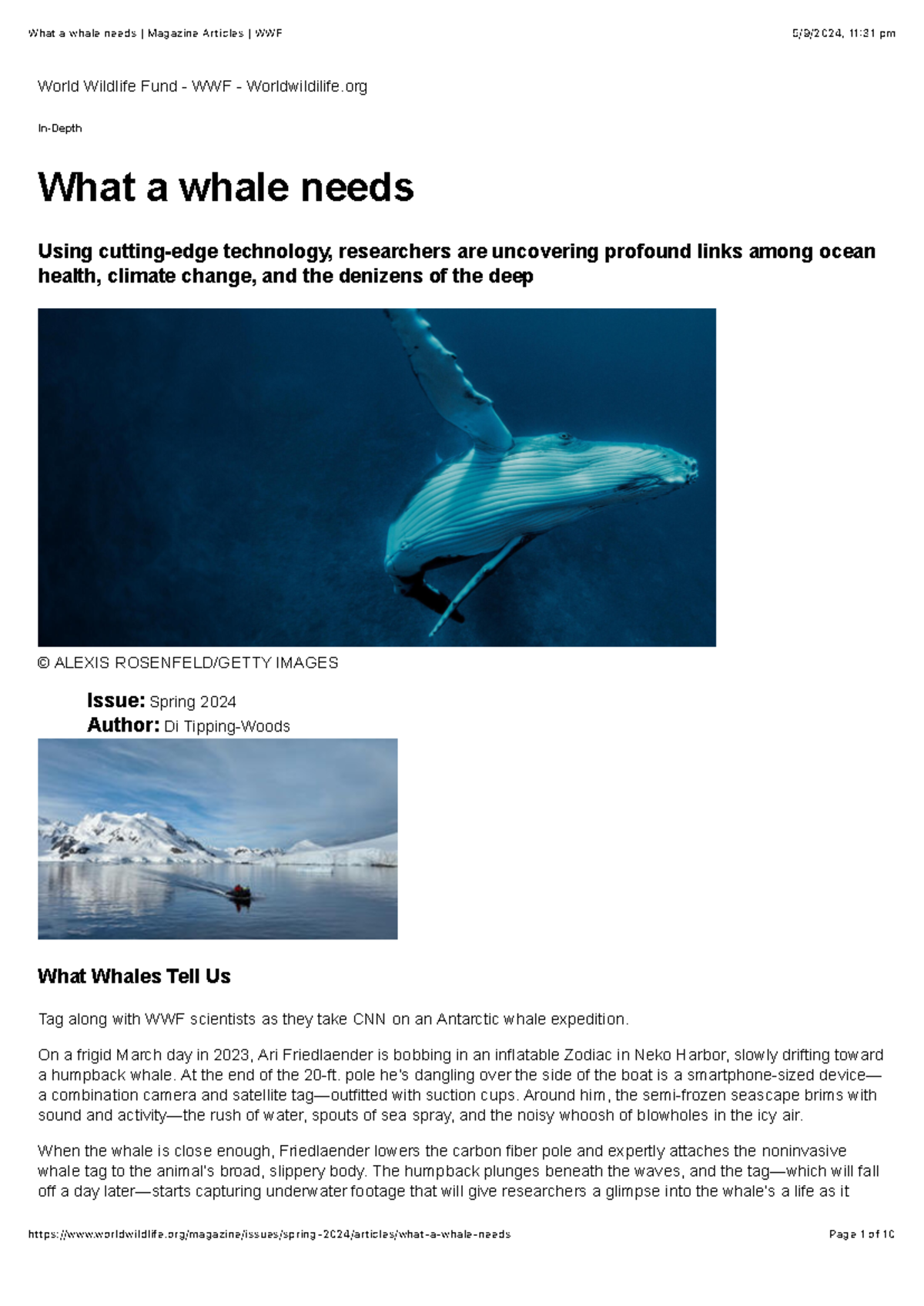 Whale conservation article - World Wildlife Fund - WWF - Worldwildilife ...