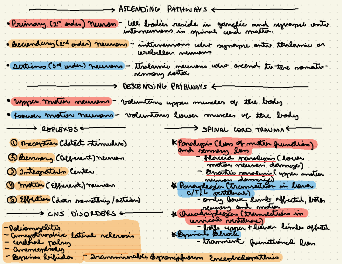 Unit 1: Spinal Cord (2) - ASCENDING PATHWAYS = • Primary [ 2 " order ...