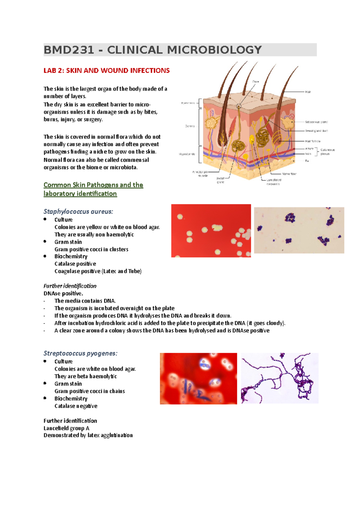 BMD231 Lab 2 - SKIN AND WOUND INFECTIONS - BMD231 - CLINICAL ...