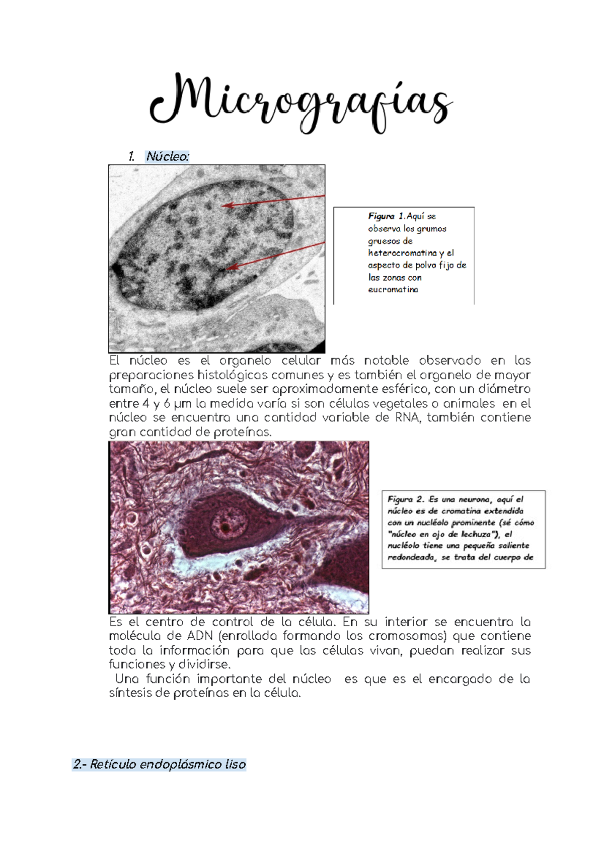 Micrografias dfdfdffdfNada que decir - Estructura y función humana ...