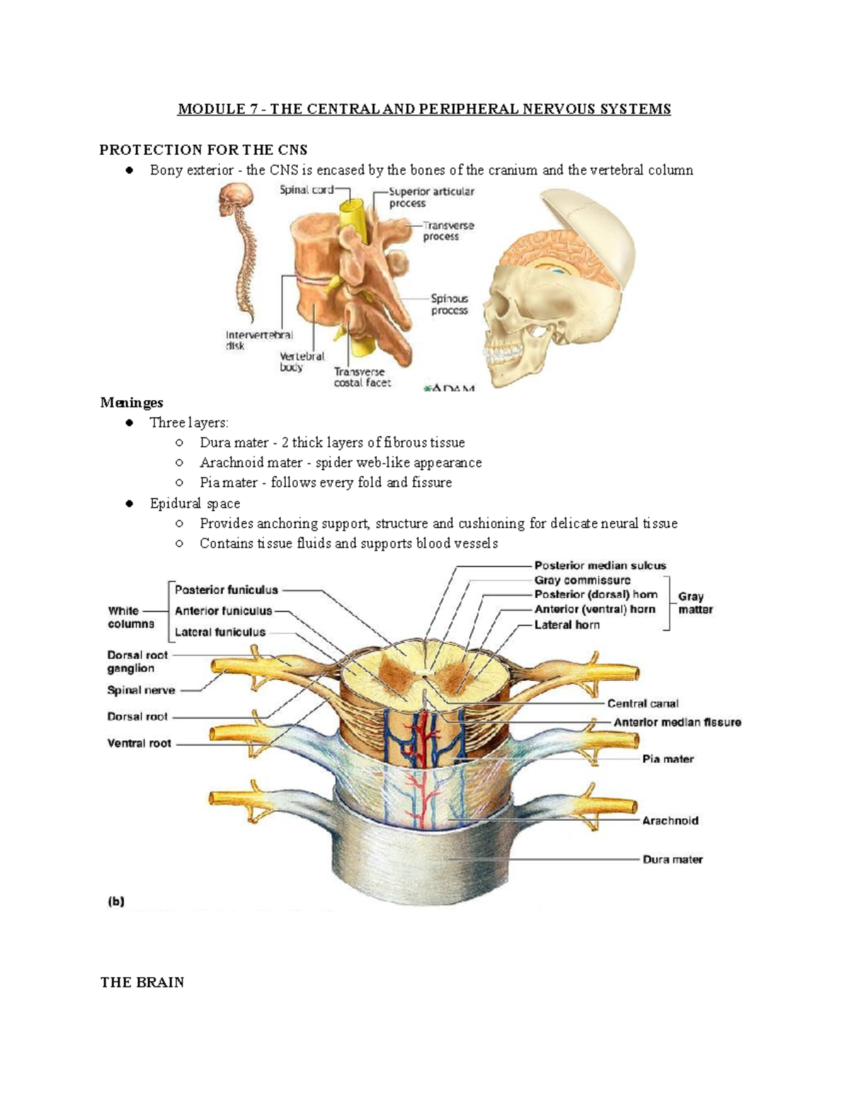 The Central and Peripheral Nervous System - MODULE 7 THE CENTRAL AND ...