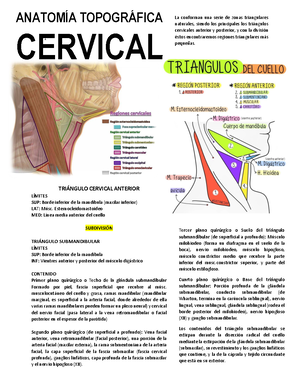 Resumen traquea cervical - TRÁQUEA CERVICAL Trachea (del gr. trachys ...