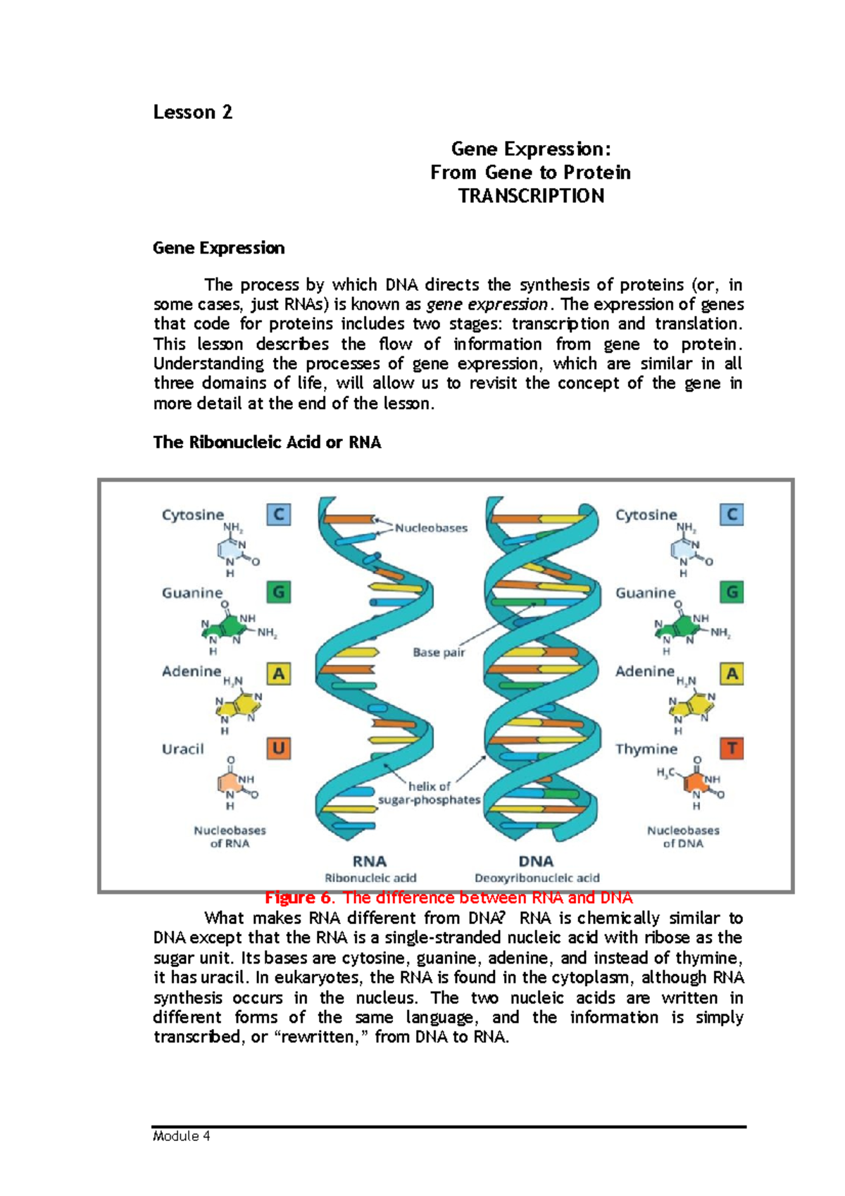 Lesson 2 Transcription - Module 4 Lesson 2 Gene Expression: From Gene ...
