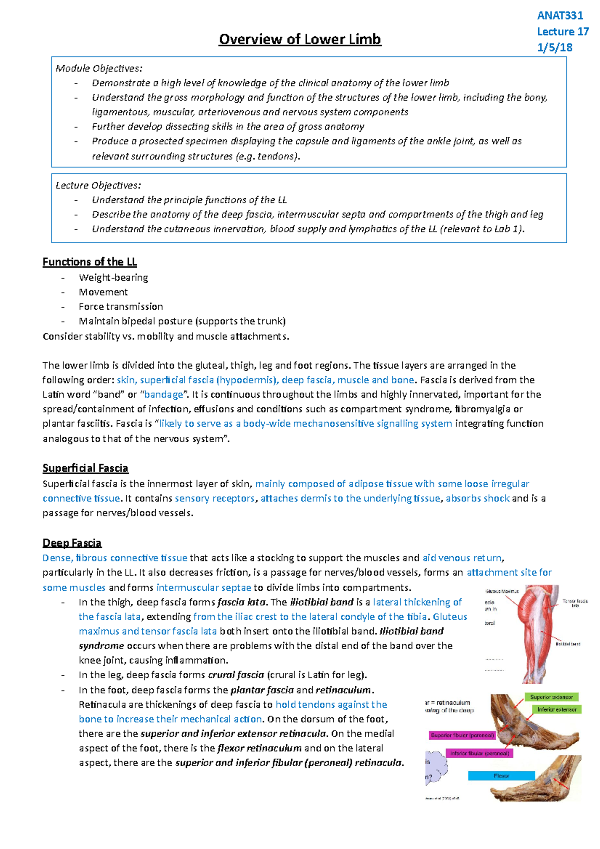Lecture 17 - Overview of Lower Limb - Overview of Lower Limb Functions ...