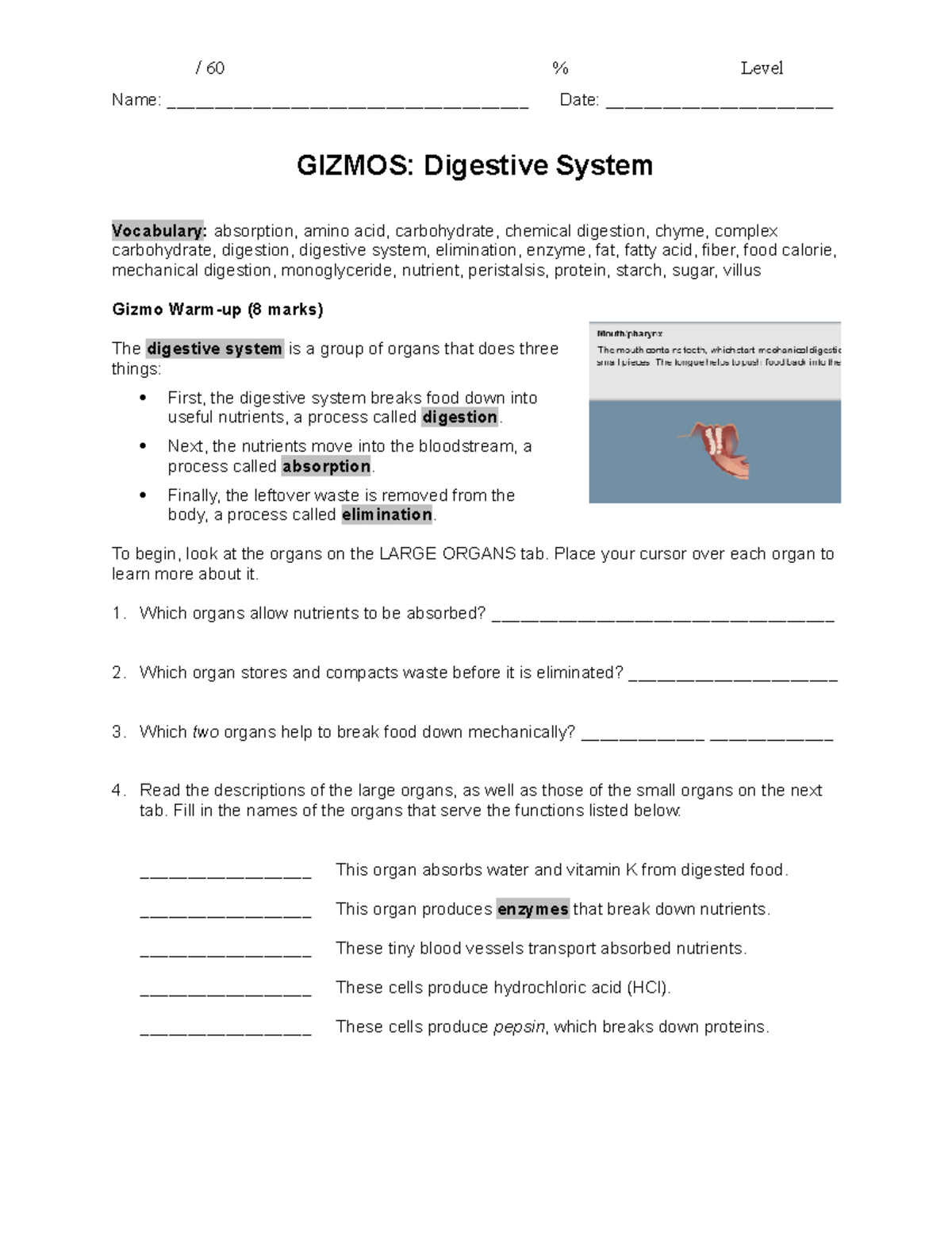 Digestive System Gizmo Answers Pdf