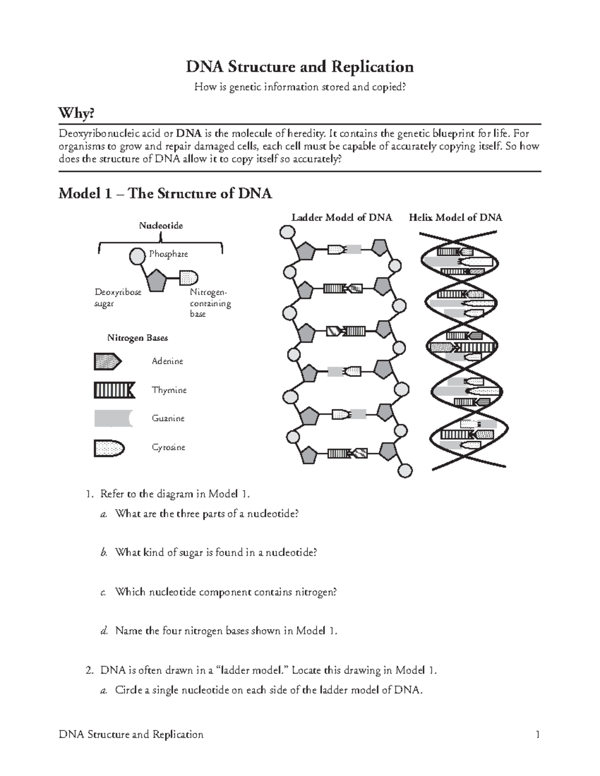 Oluwanifemi Awofiranye - DNA Guided Learning Activity - DNA Structure ...