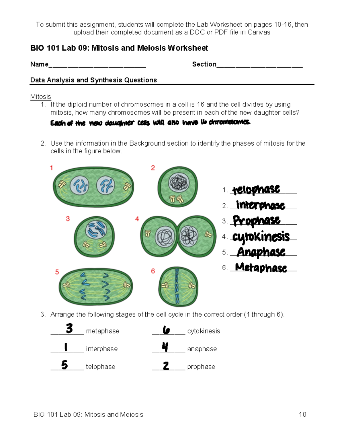 Bio Lab 09 Mitosis And Meiosis StuDocu