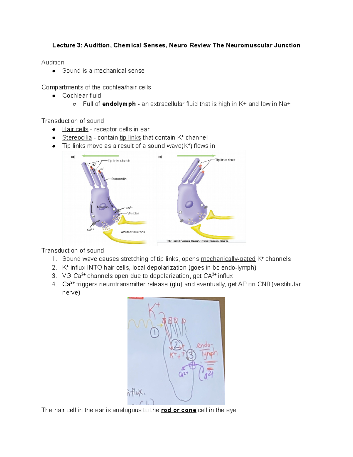 Lecture 3 Audition, Chemical Senses, Neuro Review The Neuromuscular ...