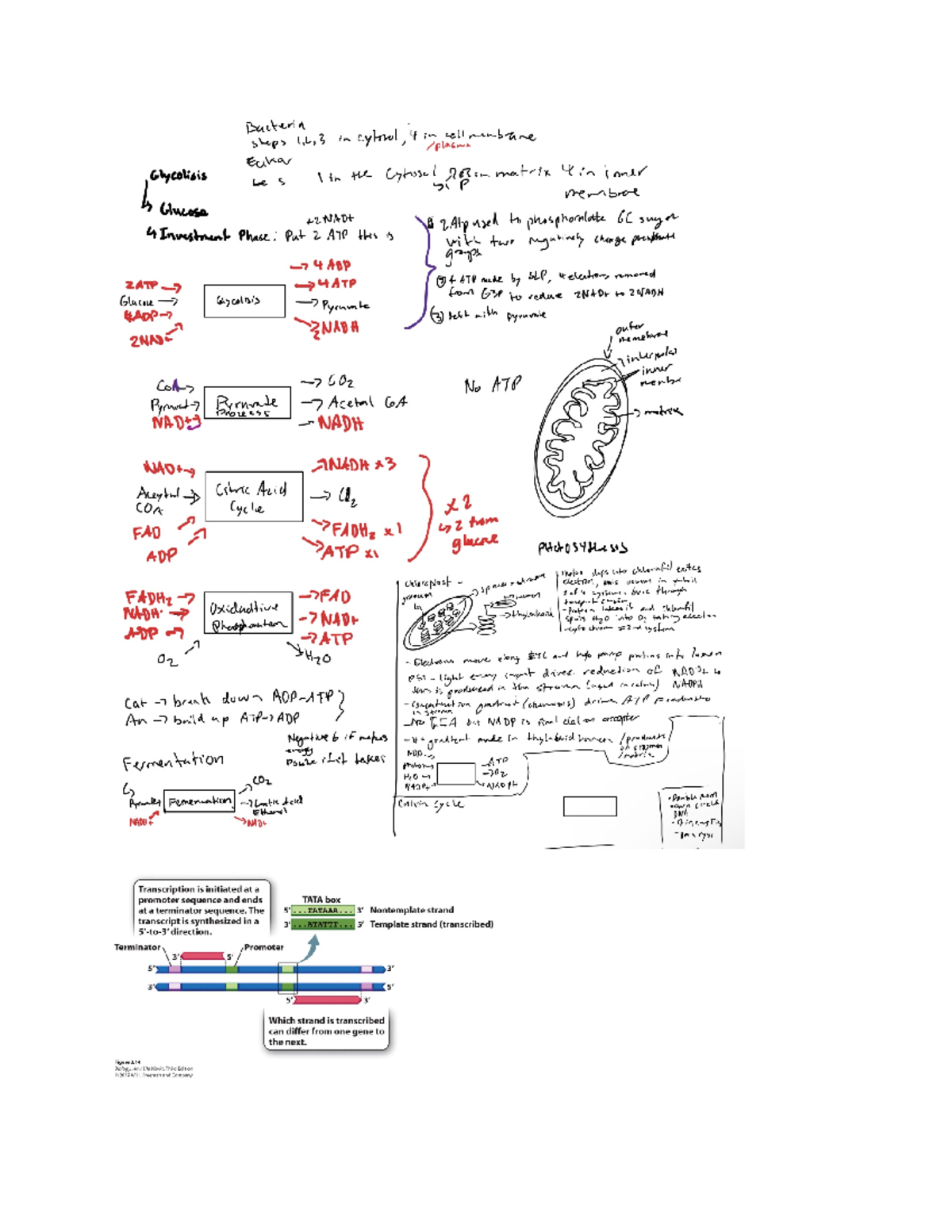 Bacteria - slides from class - BIOL 112 - Bacteria Sigma Factor + RNA ...