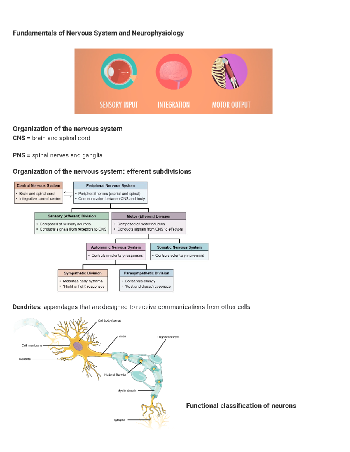 Fundamentals of Nervous System and Neurophysiology - Fundamentals of Nervous System and - Studocu