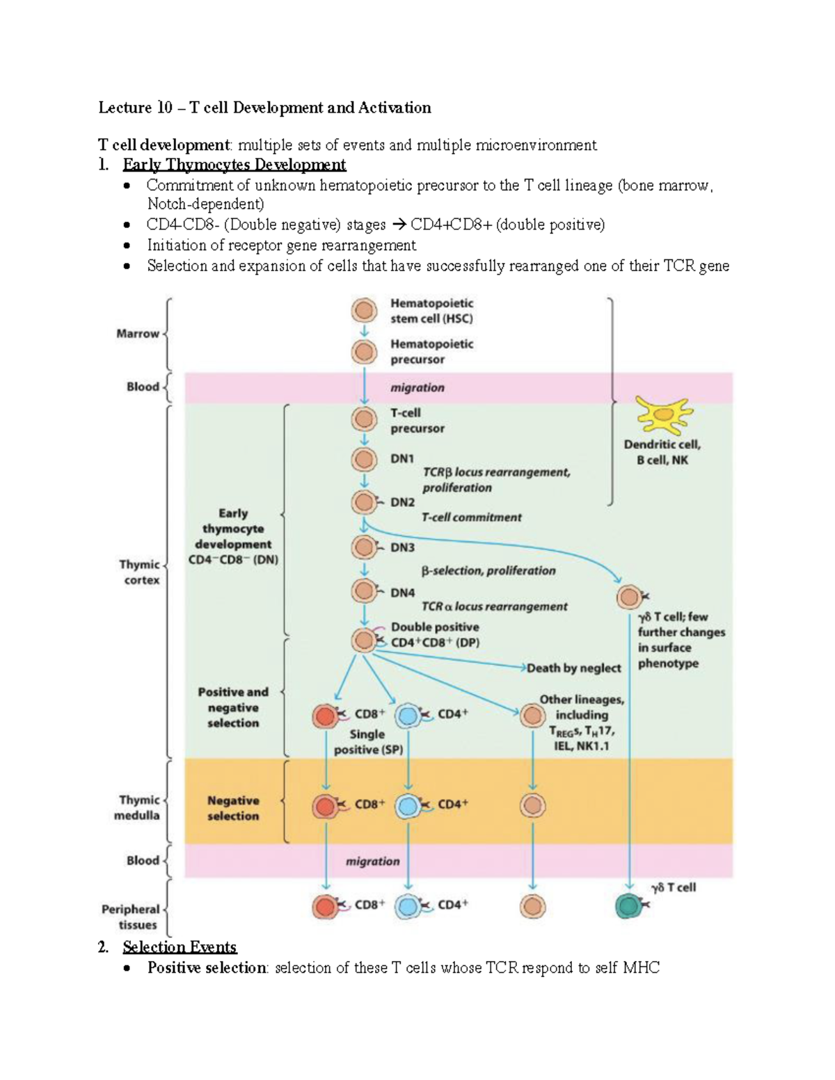 Lecture 10 - Andrew - Lecture 10 – T cell Development and Activation T ...