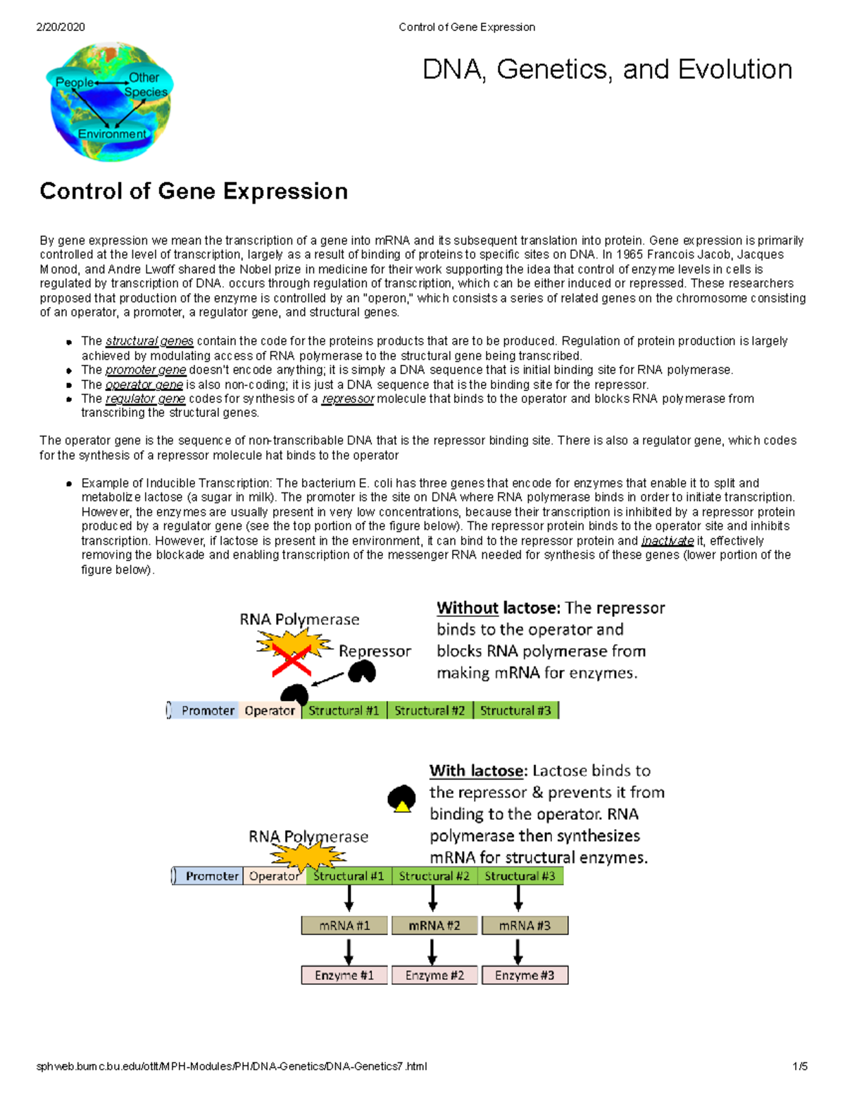 Control of Gene Expression - DNA, Genetics, and Evolution Control of ...