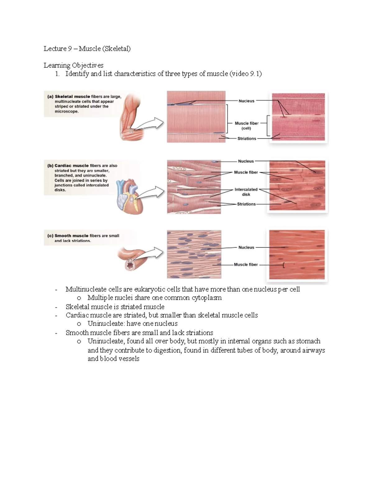 BIO 203 Lecture 9 Lecture 9 Muscle Skeletal Learning Objectives 1