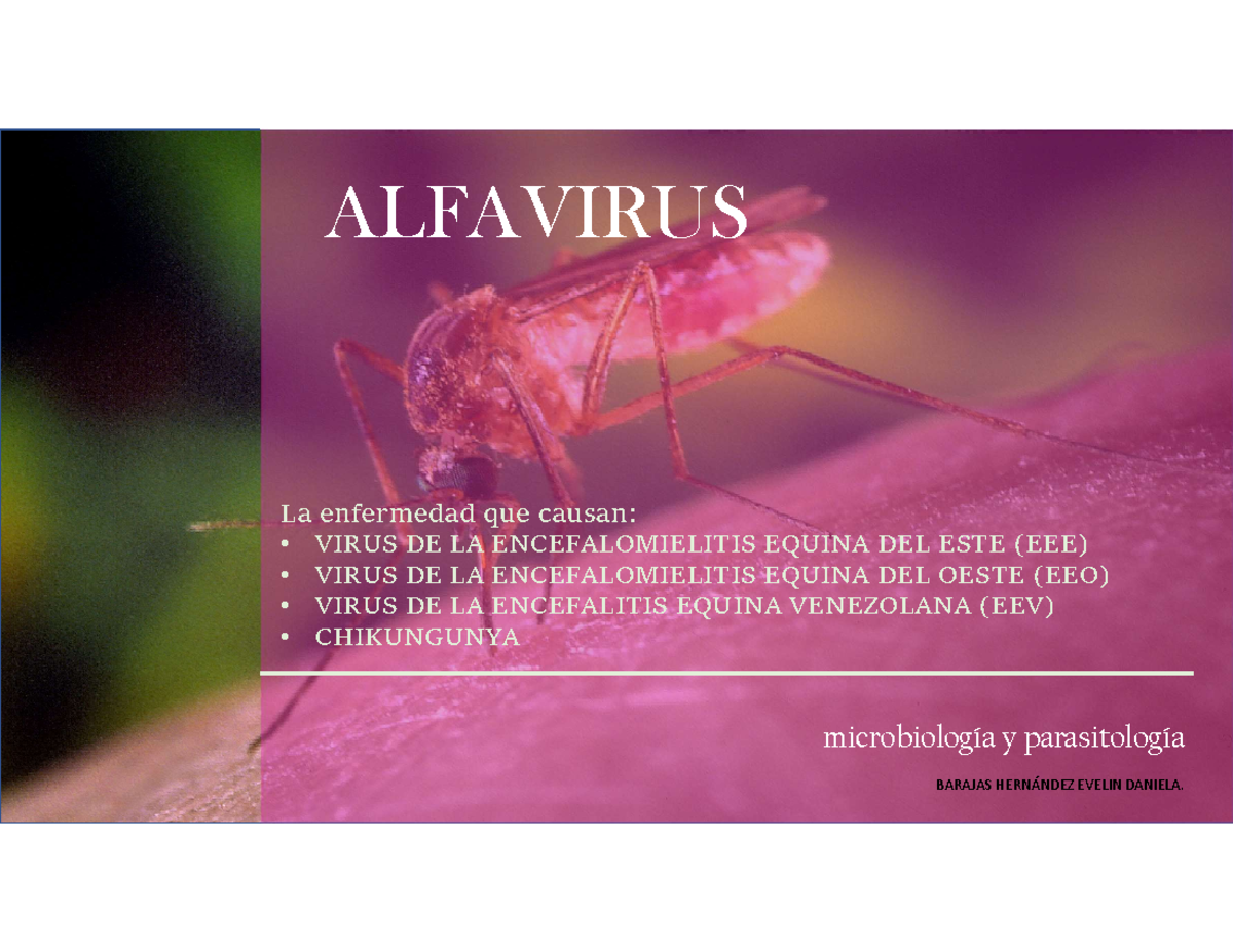 Alfavirus, etiología y cadena epidemiológica - Warning: TT: undefined ...