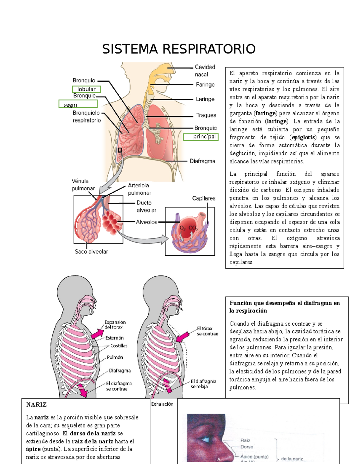 Sistema Respiratorio - SISTEMA RESPIRATORIO El aparato respiratorio comienza en la nariz y la ...