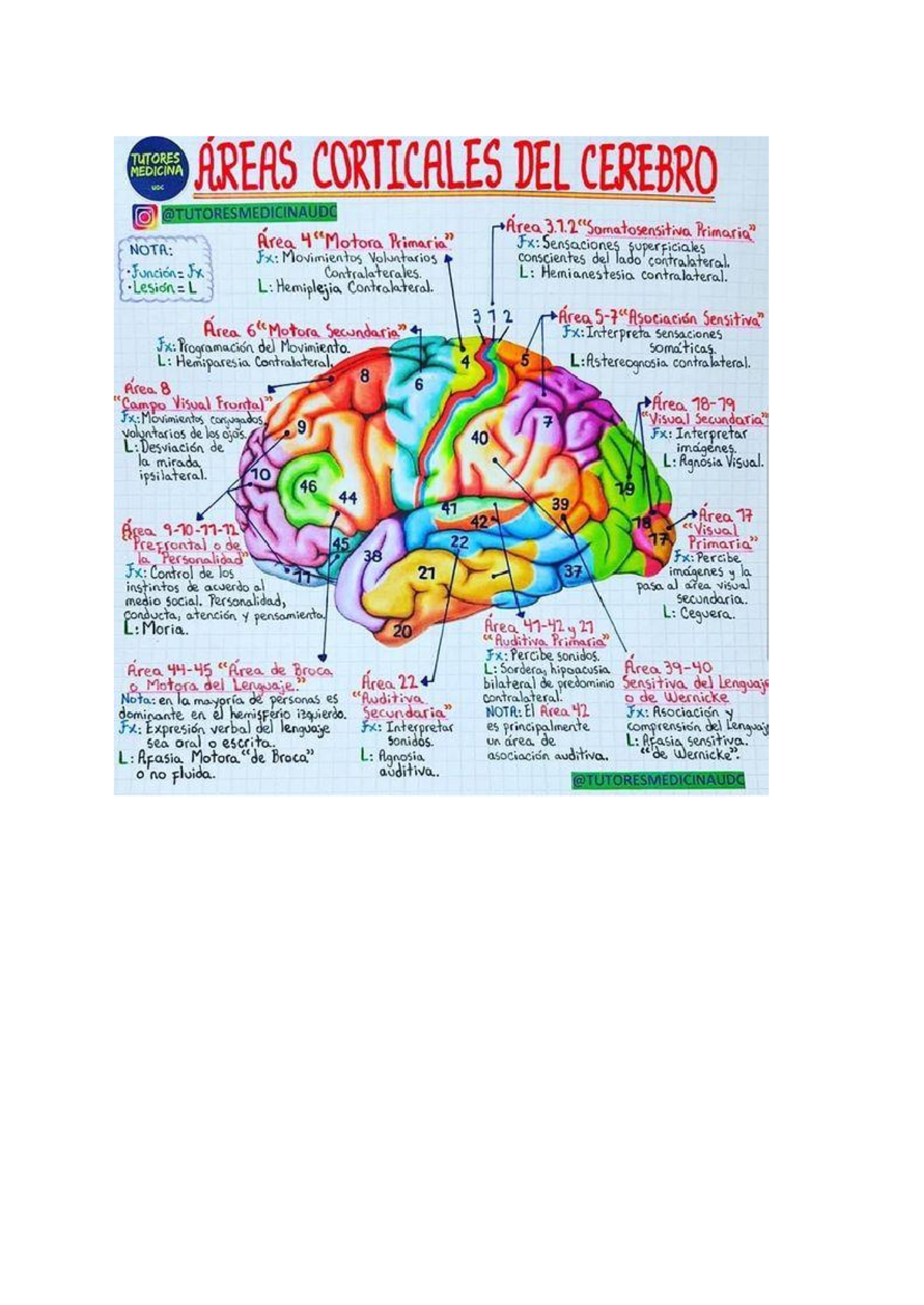 Areas corticales del cerebro - TUTORES MEDICINA AREAS CORTICALES DEL ...