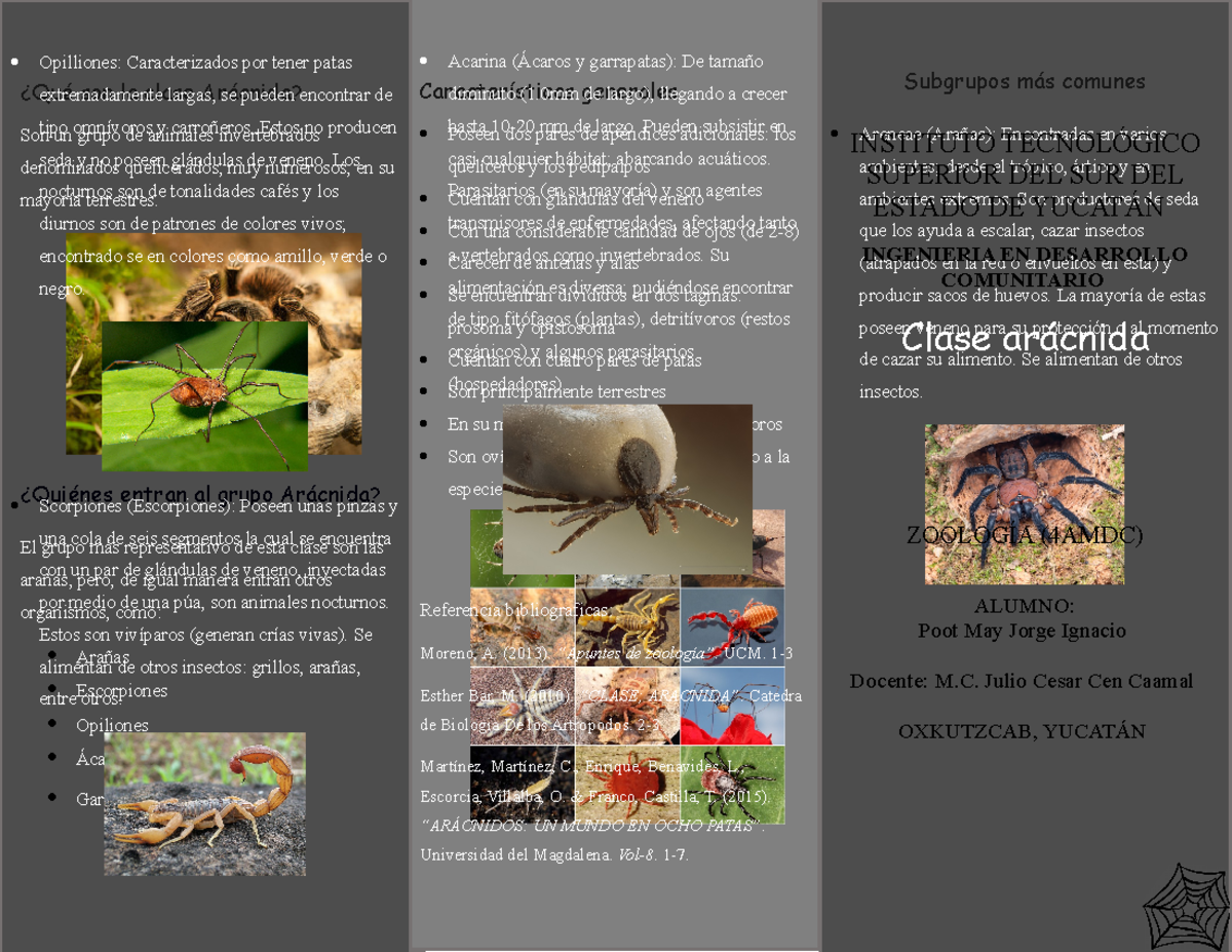 Triptico Clase Arachnida - Subgrupos más comunes Areneae (Arañas ...