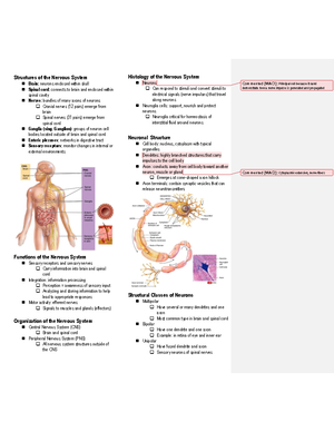 NS The Autonomic Nervous System - Fundamentals of Biology - La Salle ...