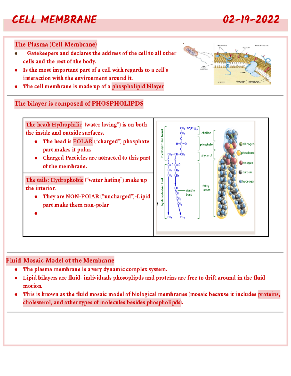 The Plasma Cell Membrane- Bilayer composed of phospolipds - CELL ...