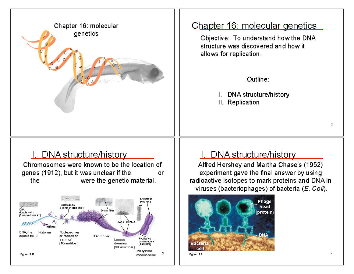 BIO 201 KLB 12 Molecular Genetics notes - Chapter 16: molecular ...