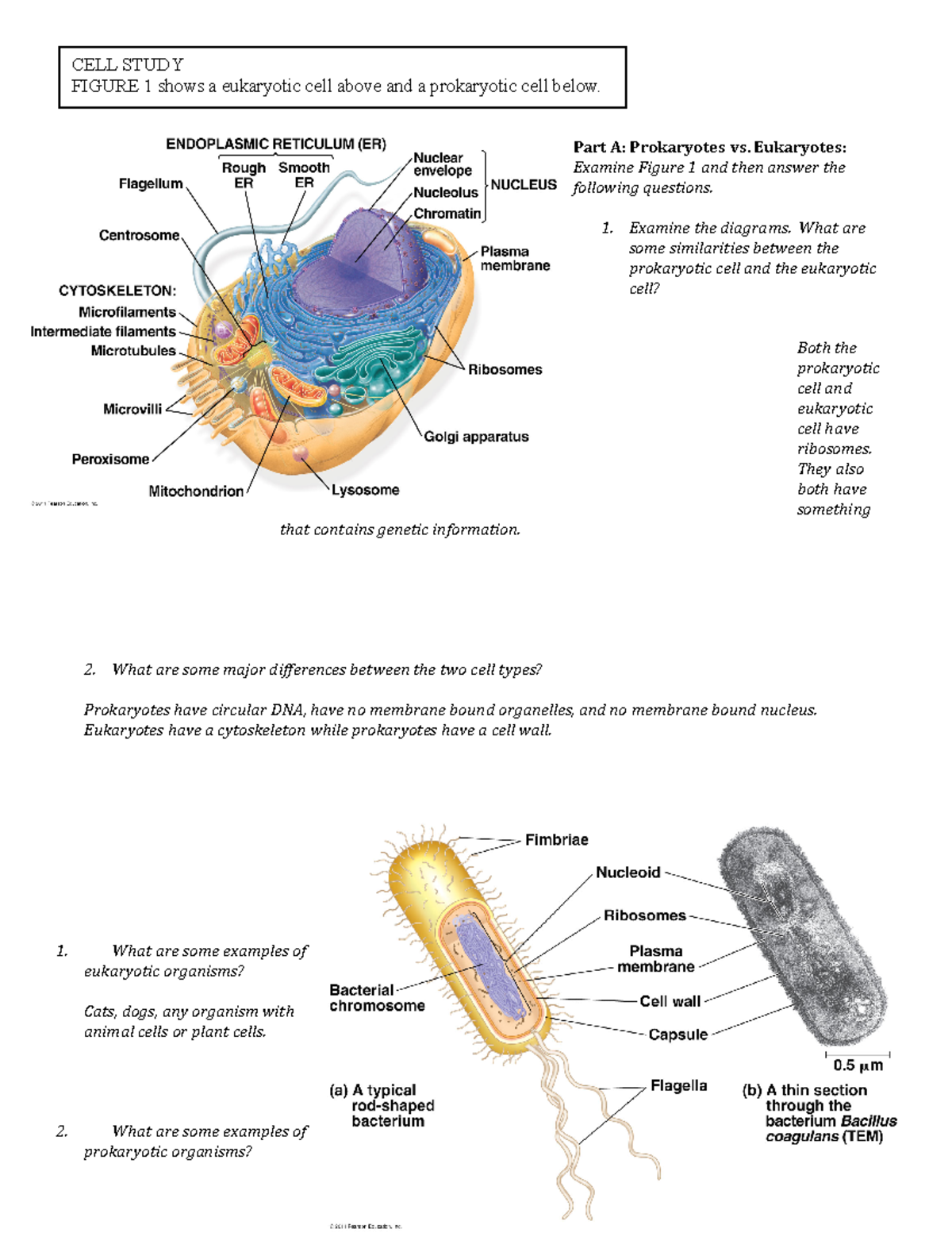Bio 1 Cell Study - Part A: Prokaryotes vs. Eukaryotes: Examine Figure 1 ...