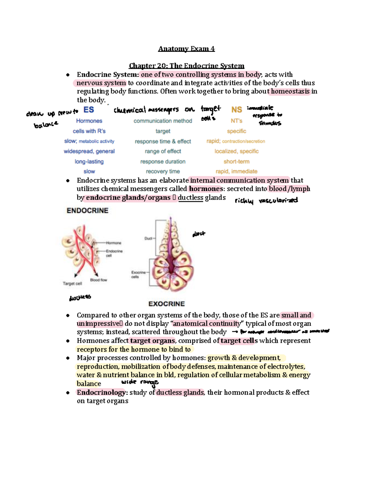 Anatomy Exam 4 Study Guide - Anatomy Exam 4 Chapter 20: The Endocrine ...