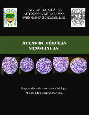 Anatomía, irrigación, drenaje venoso, inervación, e histología del bazo ...