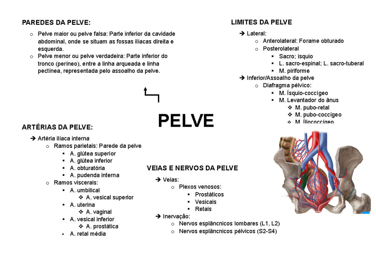 Mapas mentais pelve e períneo - PAREDES DA PELVE: o Pelve maior ou ...