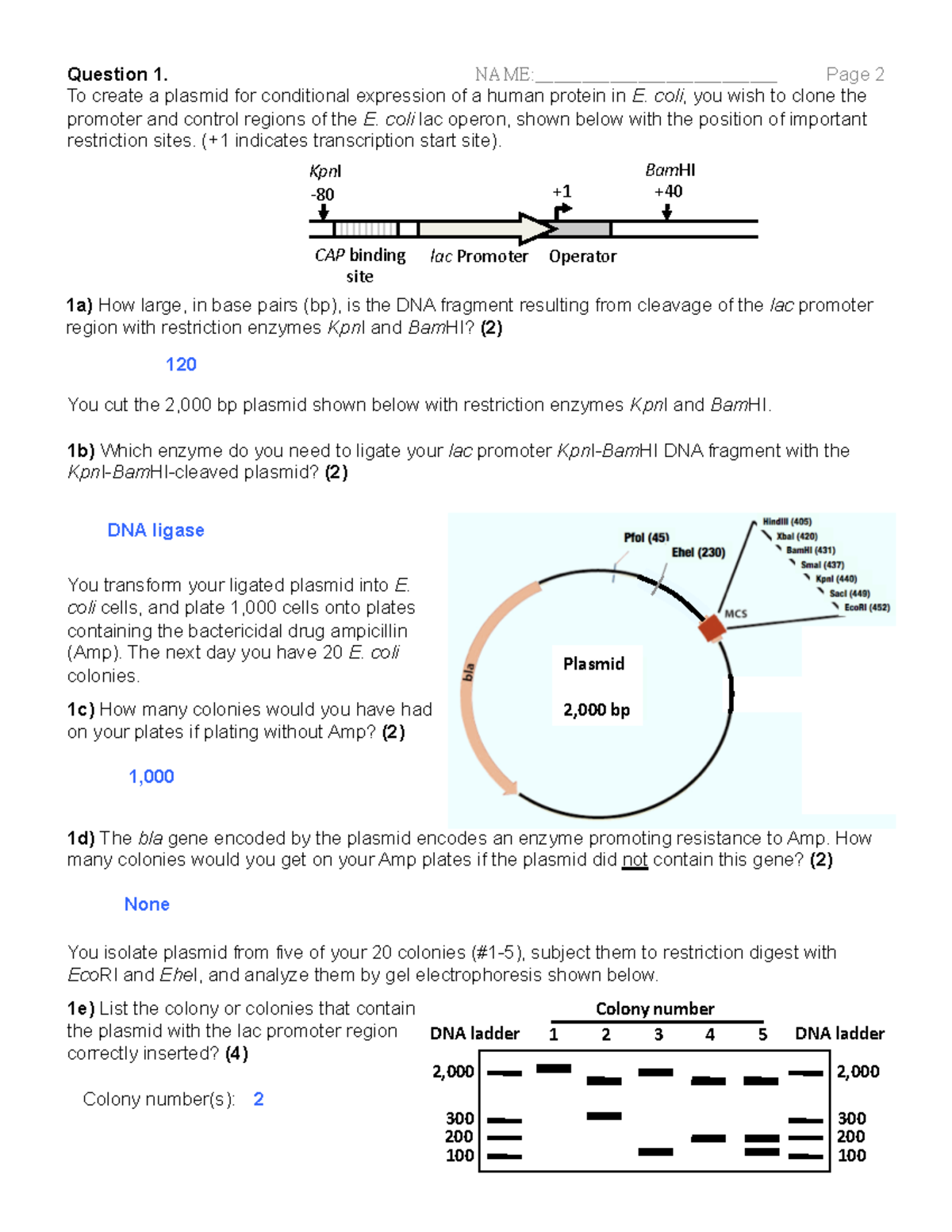 2013 FA Midterm 1 practice key - Question 1. To create a plasmid for ...