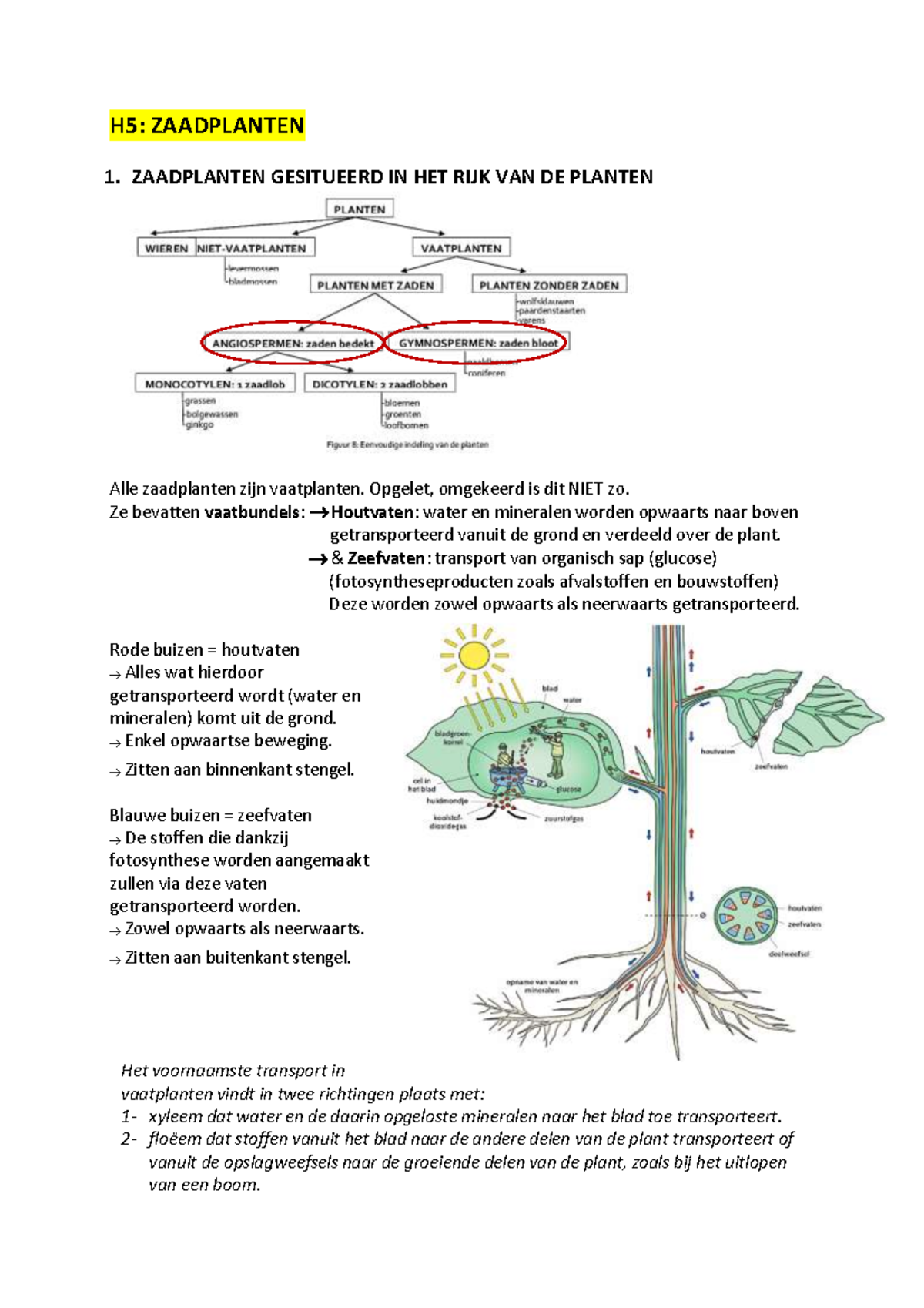 Hoofdstuk 5: De zaadplanten Plantkunde Odisee - H5: ZAADPLANTEN 1 ...