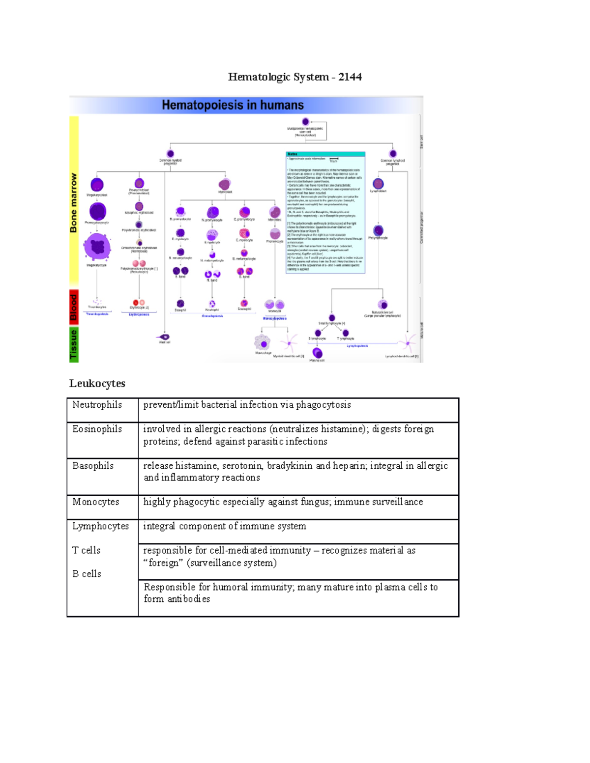 Hematologic System 2144 notes - Hematologic System - 2144 Leukocytes ...